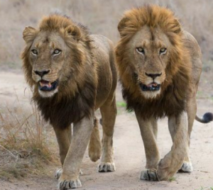 WildEarth launches on The Roku Channel | Advanced Television